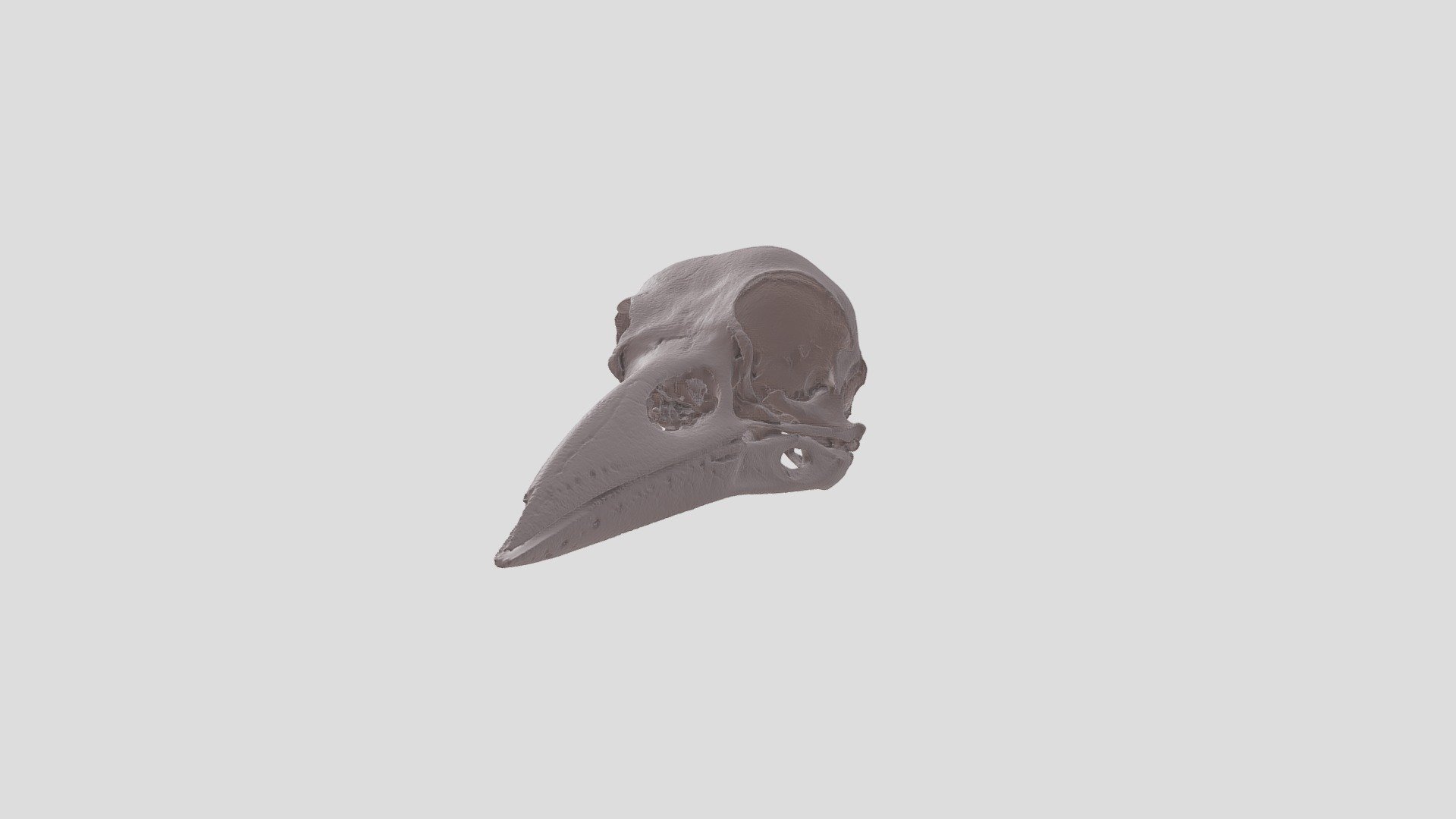 American Crow Skull (Corvus brachyrhynchos) - 3D model by Digital ...
