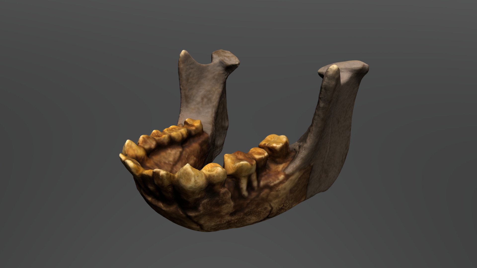 Ardipithecus ramidus Mandible - 3D model by UCFanthropology [5a6cc0a ...