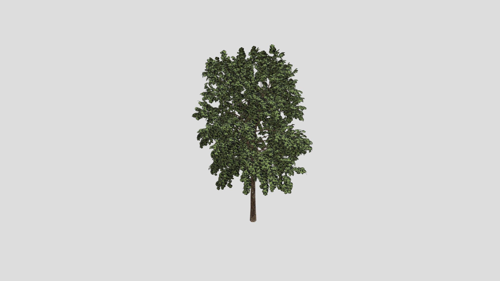 Oak_tree - 3D model by s6104062616147 [5a73315] - Sketchfab