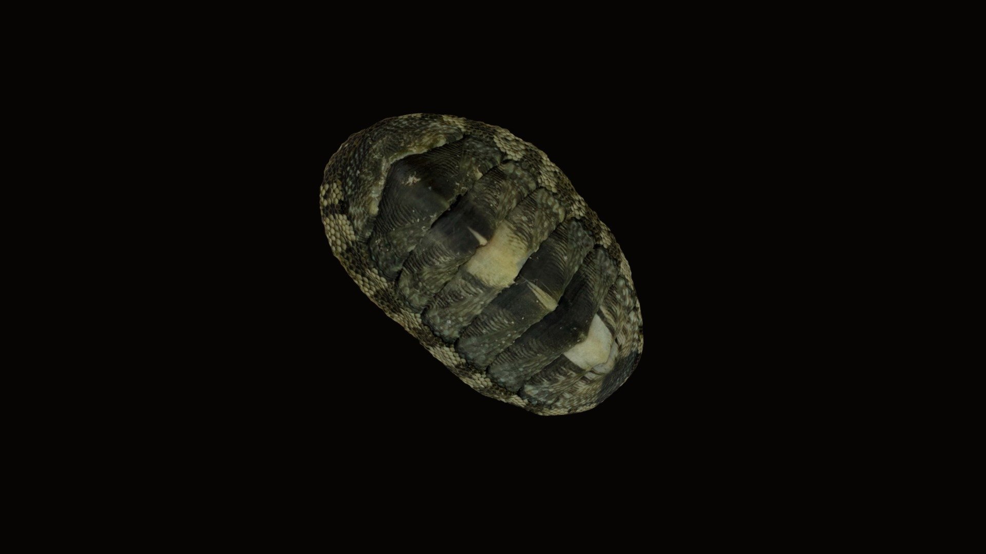 Chiton Tuberculatus - 3D model by SOSA - Senckenberg Ocean Species ...