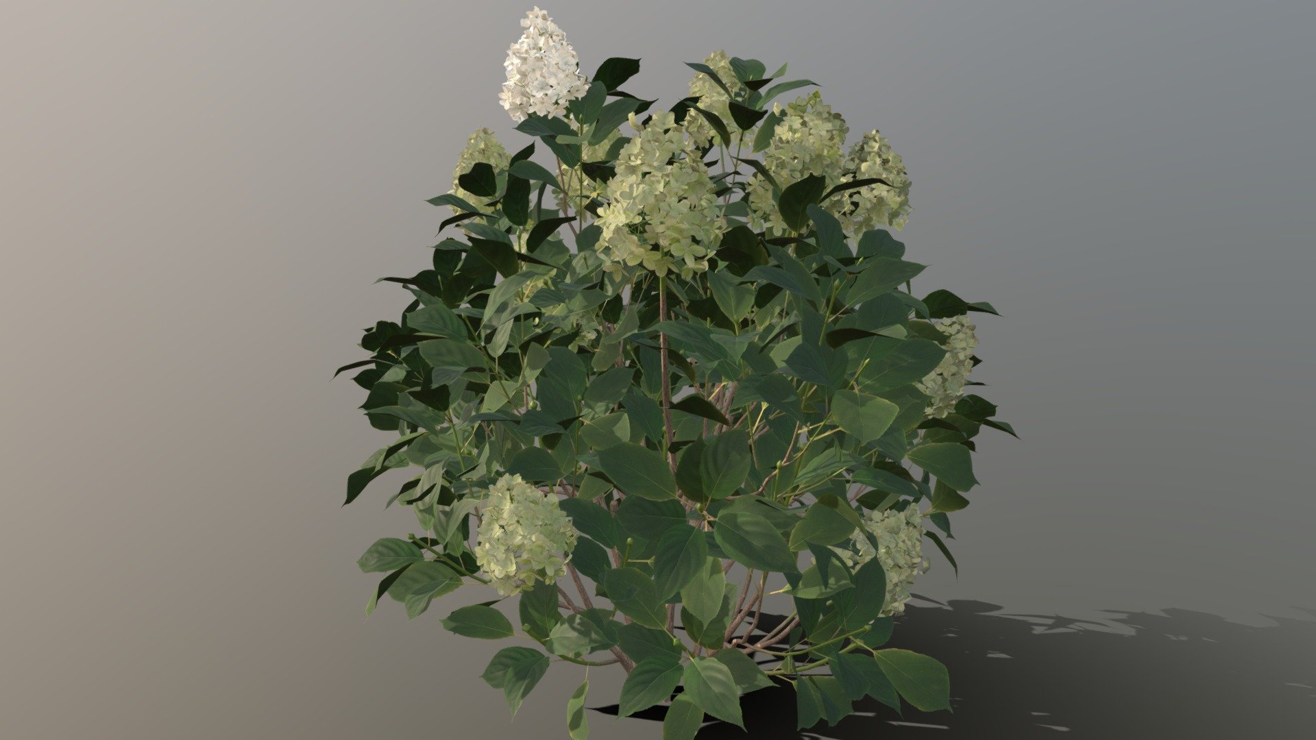 Hydrangea paniculata 'Limelight' - 3D model by Laubwerk [5a7f606] - Sketchfab