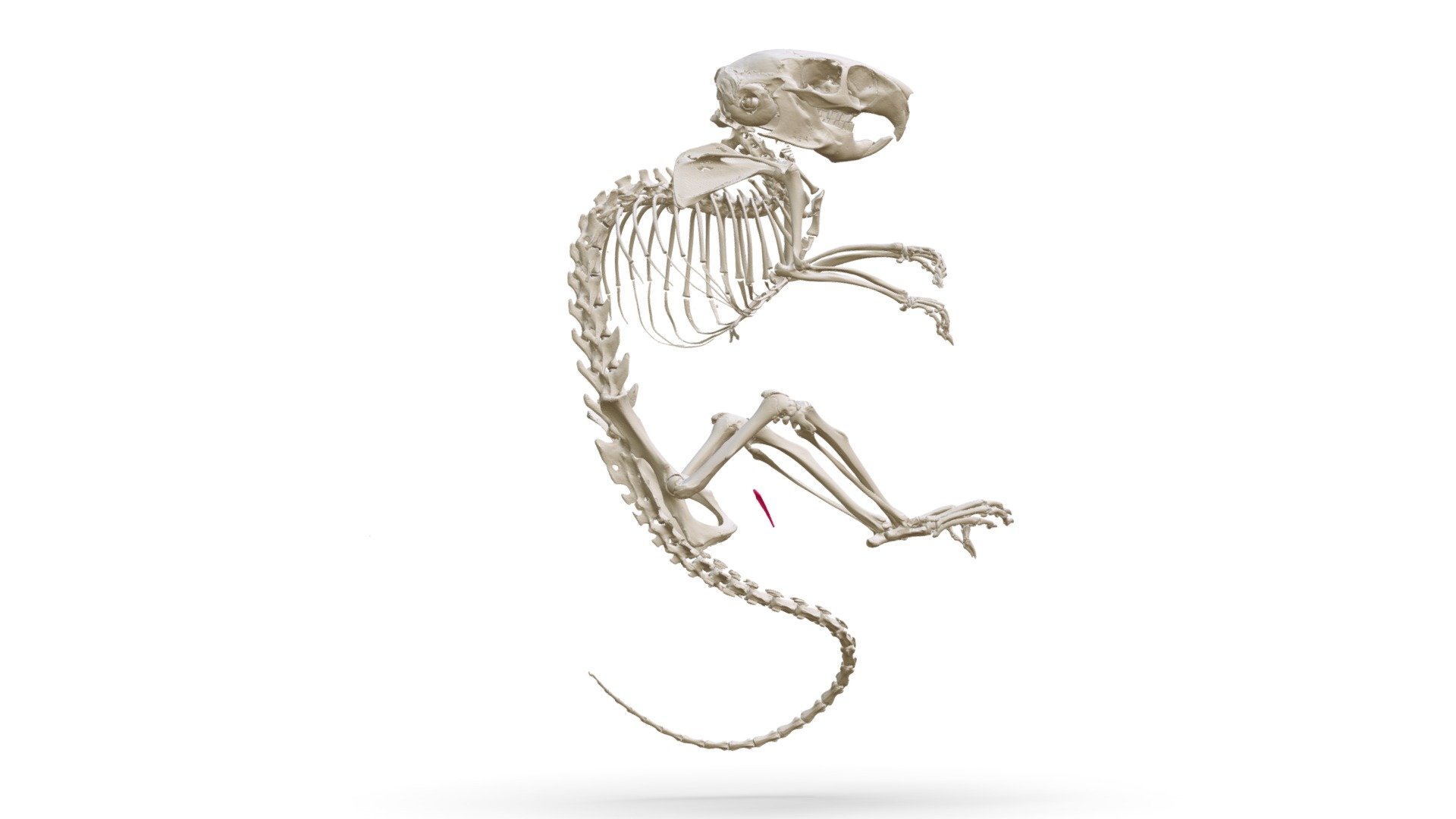 Octodon degus (MSB:Mamm:132852) - 3D model by Biodiversity [5a80574 ...