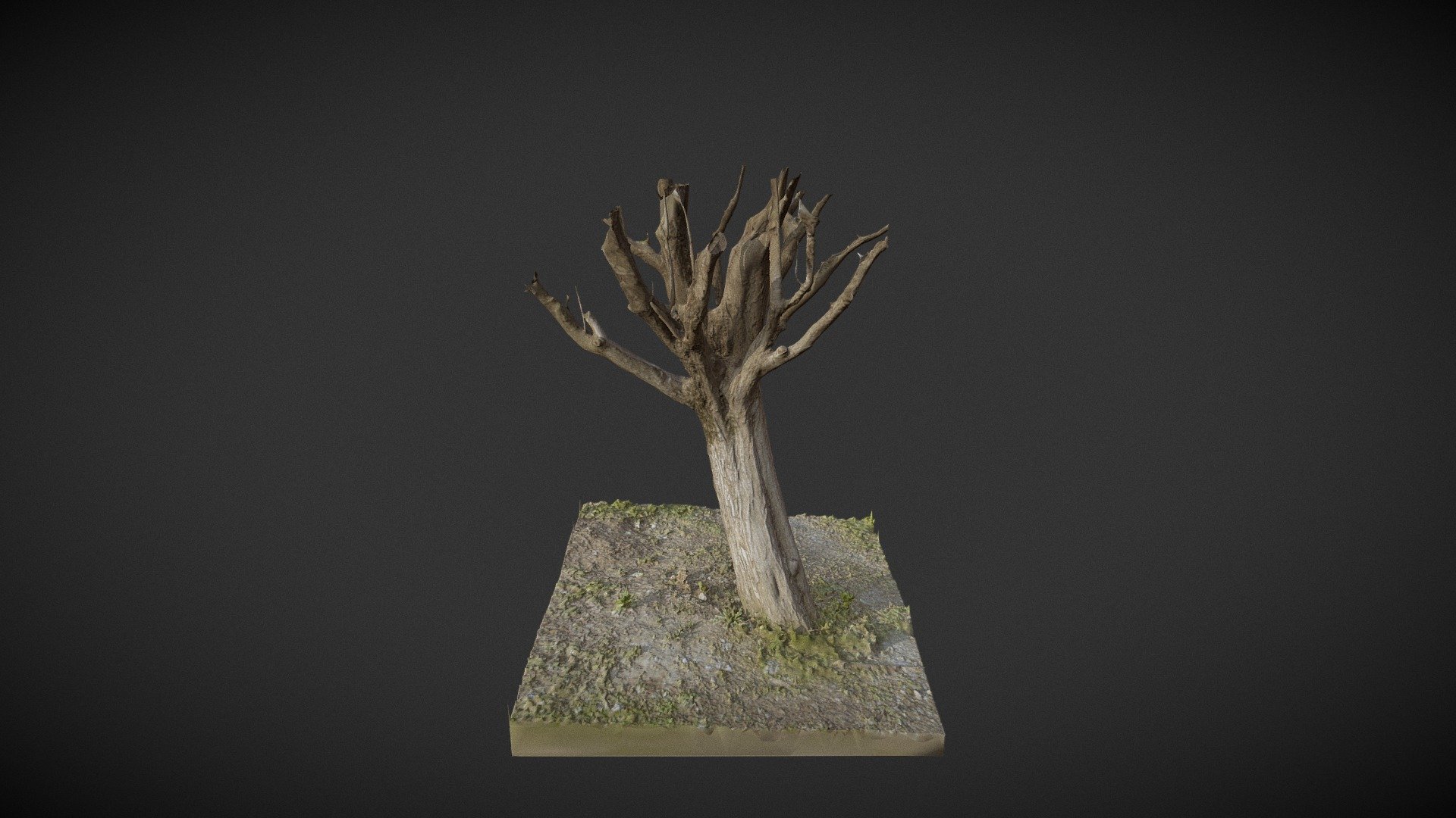 Tree - 3D model by WeScan Georgia (@Wescan) [5a81251] - Sketchfab