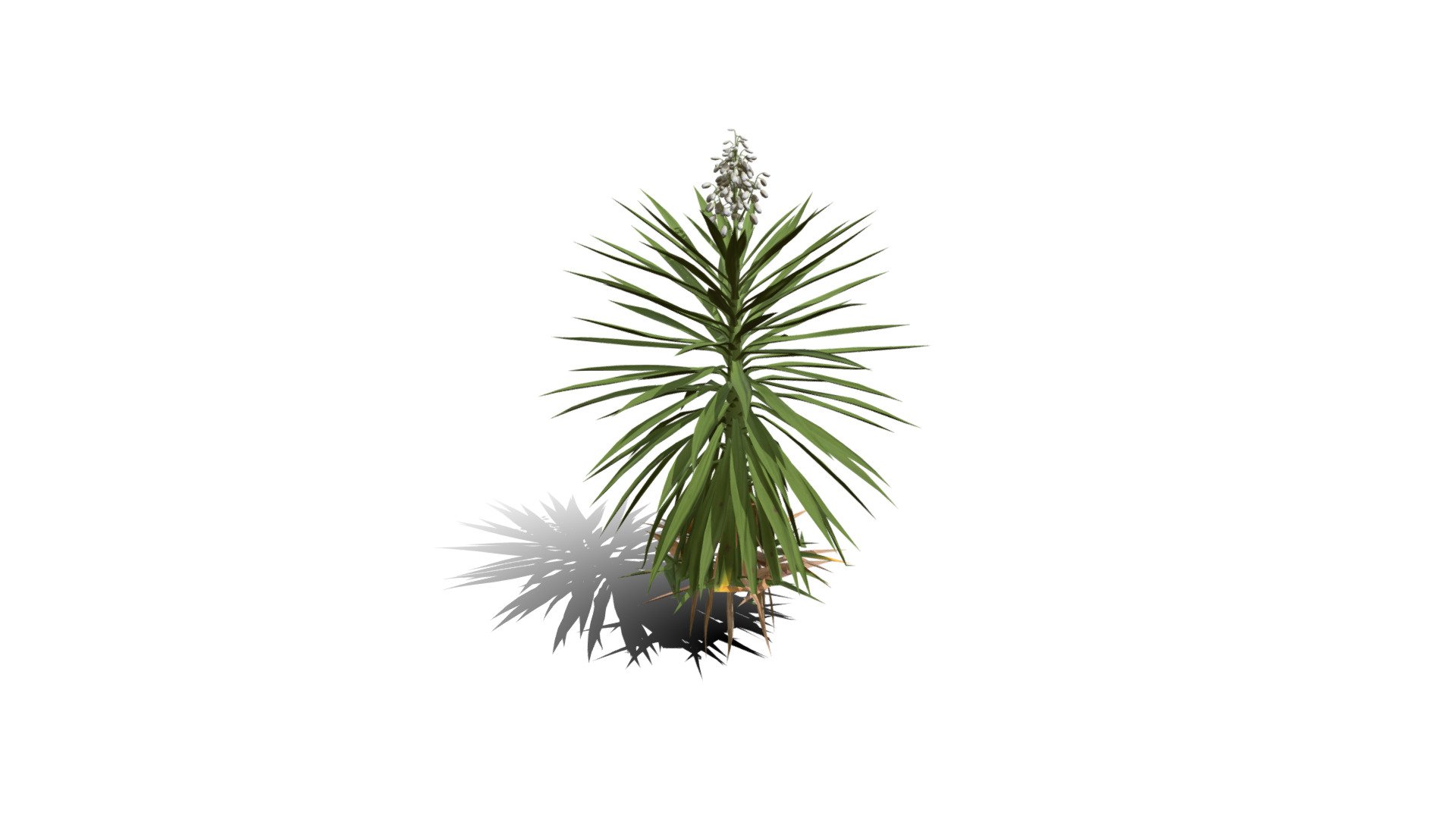 Realistic HD Spineless yucca (11/30) - Download Free 3D model by ...