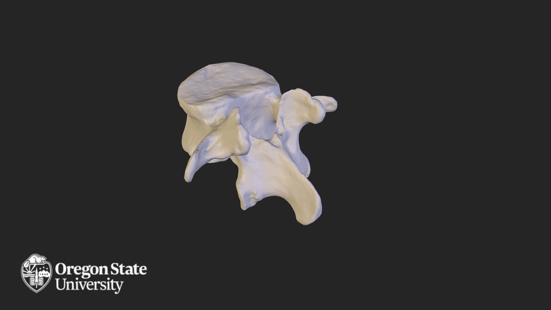 Lumbar vertebra - L4 - Download Free 3D model by Oregon State ...