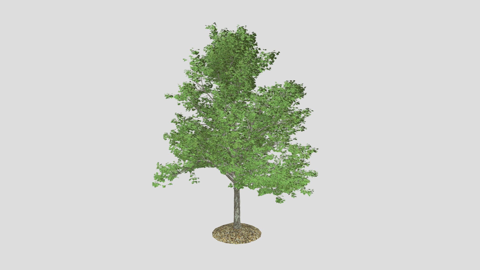 Red Maple Tree - Buy Royalty Free 3D model by DATEC_Studio [5a9db61 ...