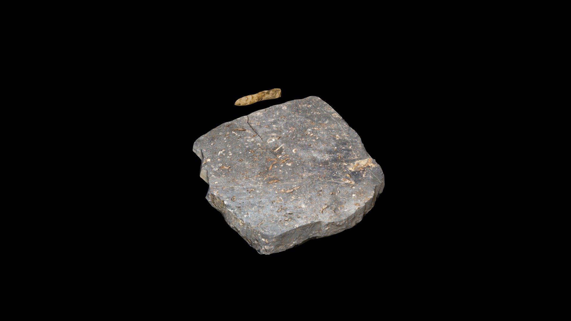 Fossiliferous Paleozoic Limestone Slab - Download Free 3D model by ...