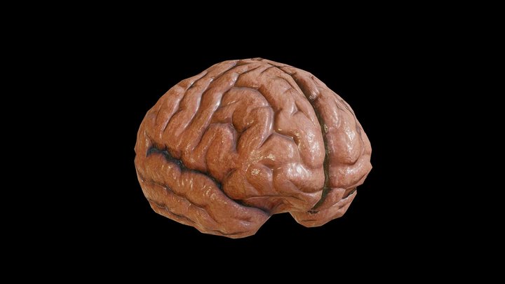 Brain 3D models - Sketchfab