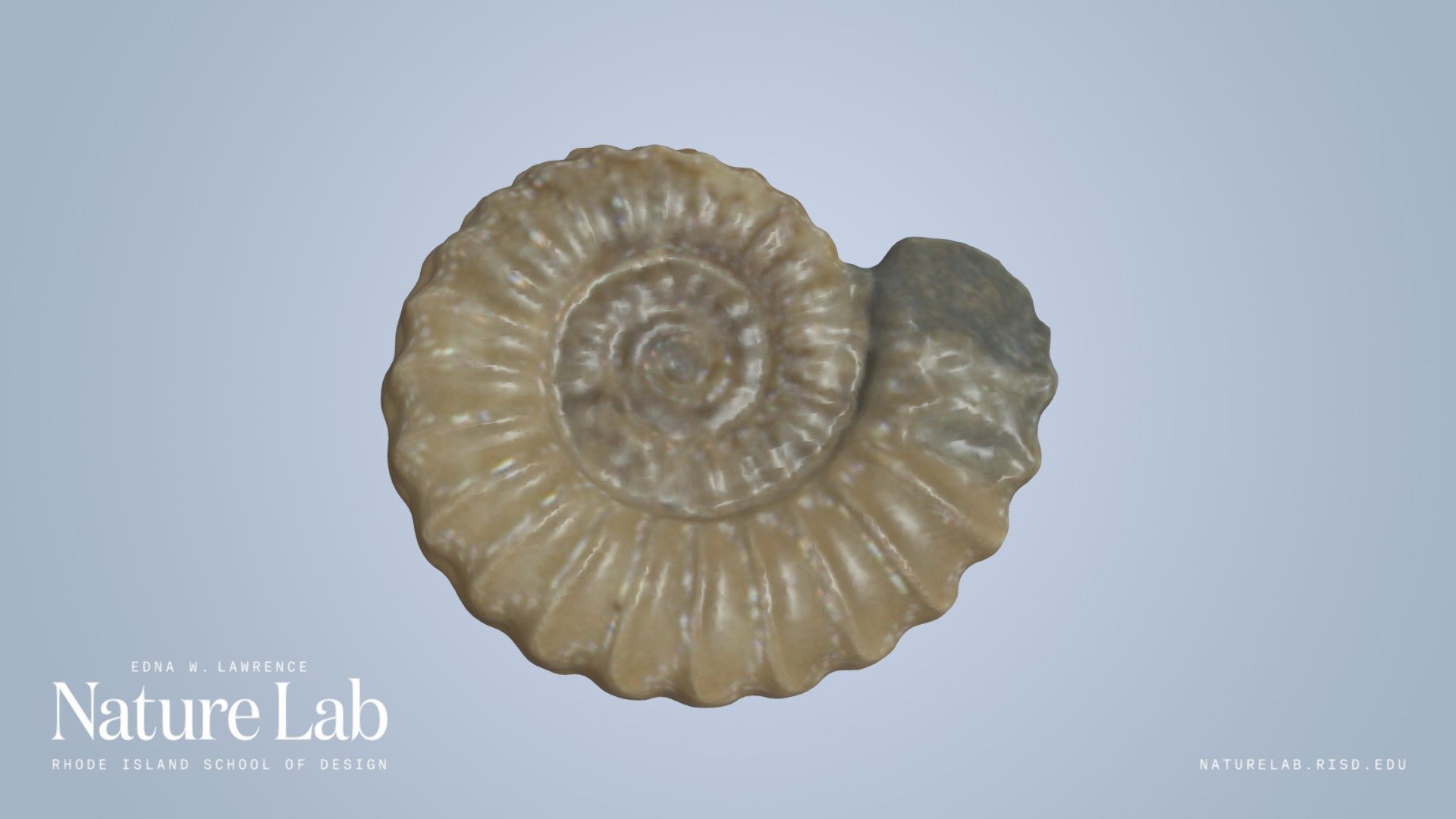 Ammonite - Download Free 3D model by RISD Nature Lab (@RISDNaturelab ...