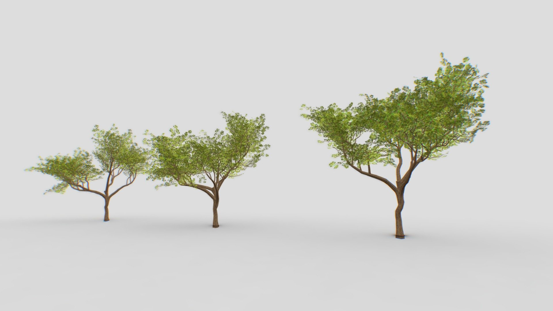Acacia tree - Buy Royalty Free 3D model by VRA (@architect47) [5aae5d3 ...