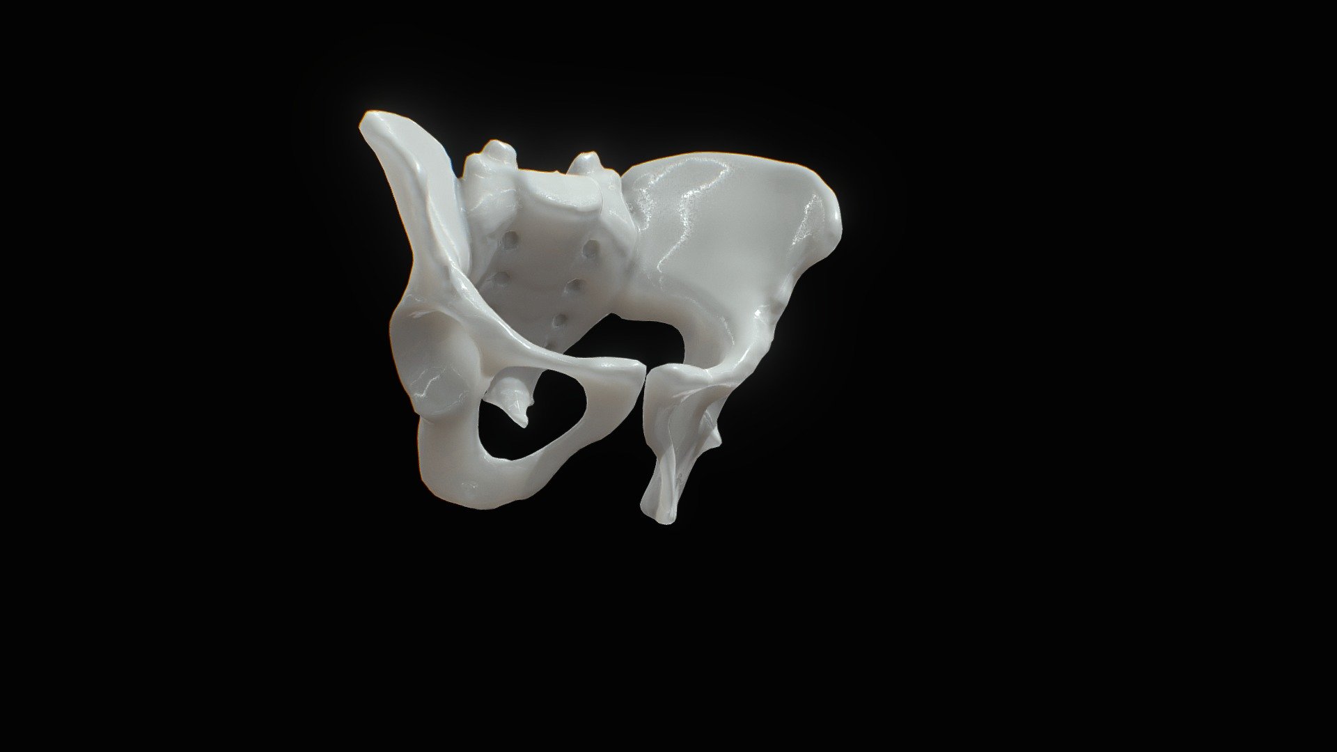 Female Pelvis 3d Model By Alan Mariscal Alanmariscal [5ab3ee2