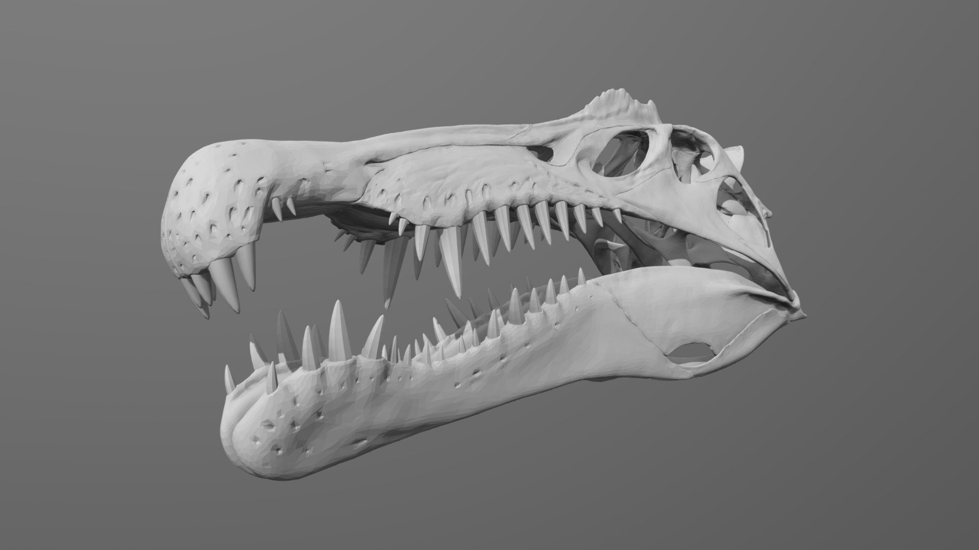 Spinosaurus Skull Update (WIP) - 3D model by Oakyere [5abaeaf] - Sketchfab