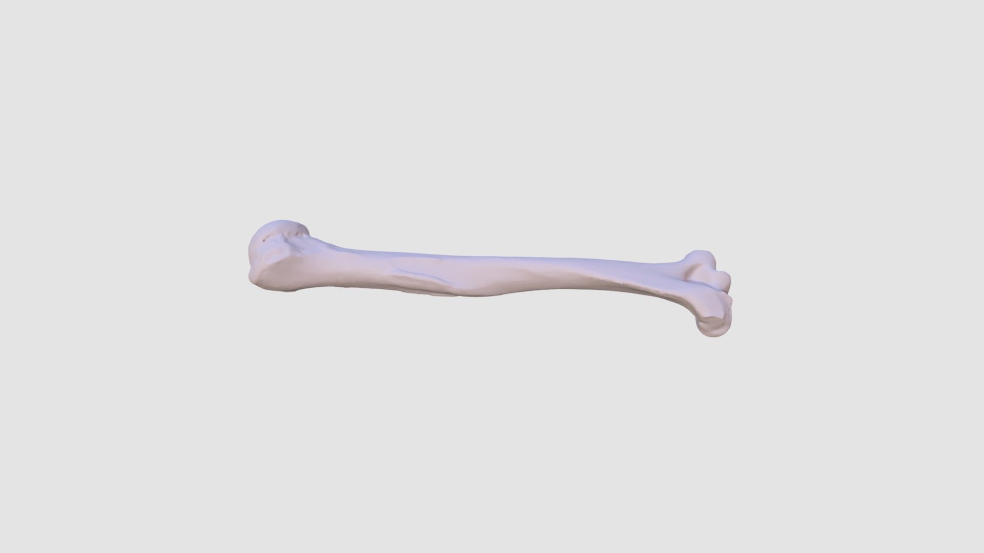 Human Humerus - 3D model by Dartmouth (@dartmouth-college) [5ac0000 ...