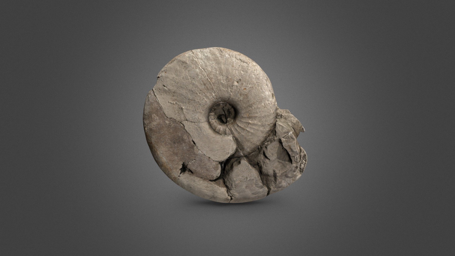 Ammonite Pachydiscus - 3D model by Museo de Paleontología "Eliseo ...
