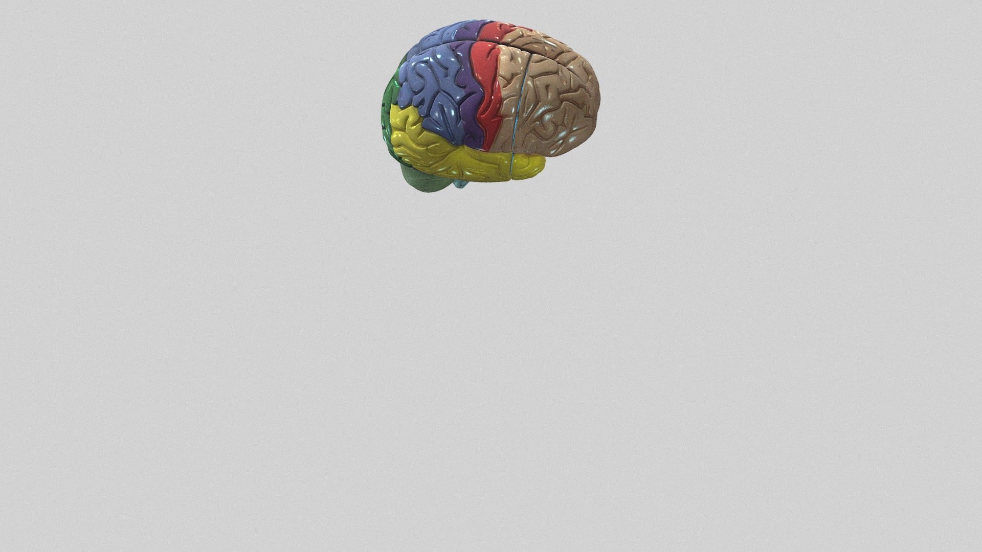 Giant Brain - 3D model by bodyscientific [5acb97e] - Sketchfab