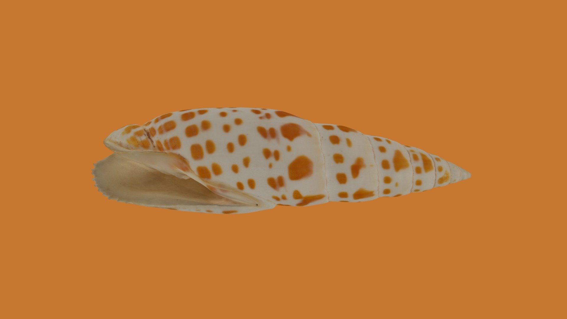 Mitra Mitra (sea shell) - Buy Royalty Free 3D model by METAHITI ...