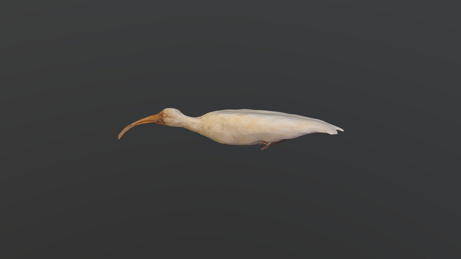 White Ibis - Eudocimus albus - Download Free 3D model by MooreLab ...