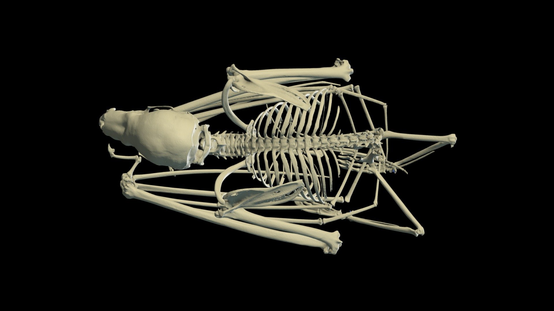 Pallas's Long-tongued Bat Calcars - 3D model by Blackburn Lab (@ufherps ...