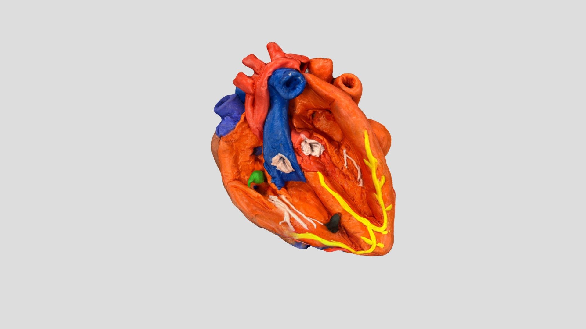 Heart Model - 3D model by theahubbard [5ad6f22] - Sketchfab