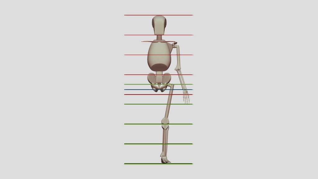 Anatomy - A 3D model collection by gansitoringo - Sketchfab