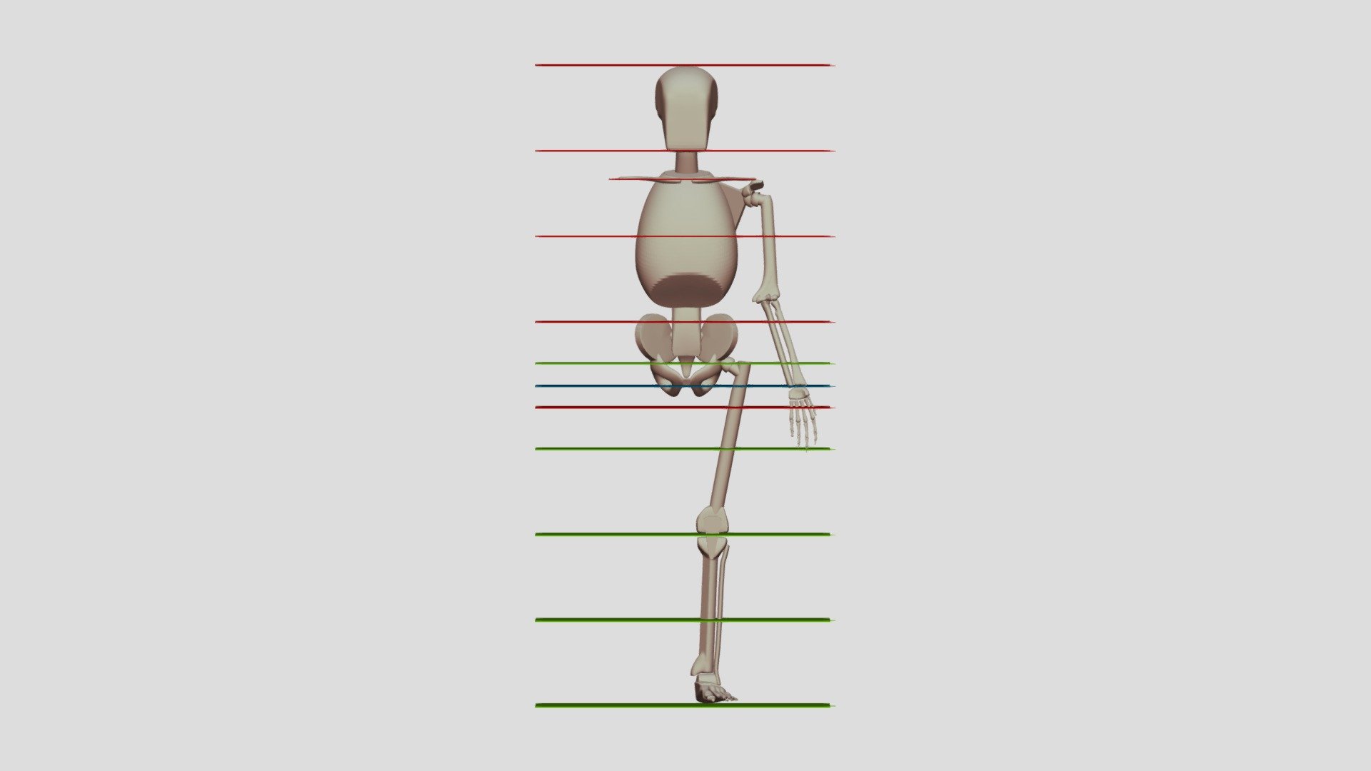 Massing Skeleton With Measure Guides - 3D model by Digital Ecorche ...
