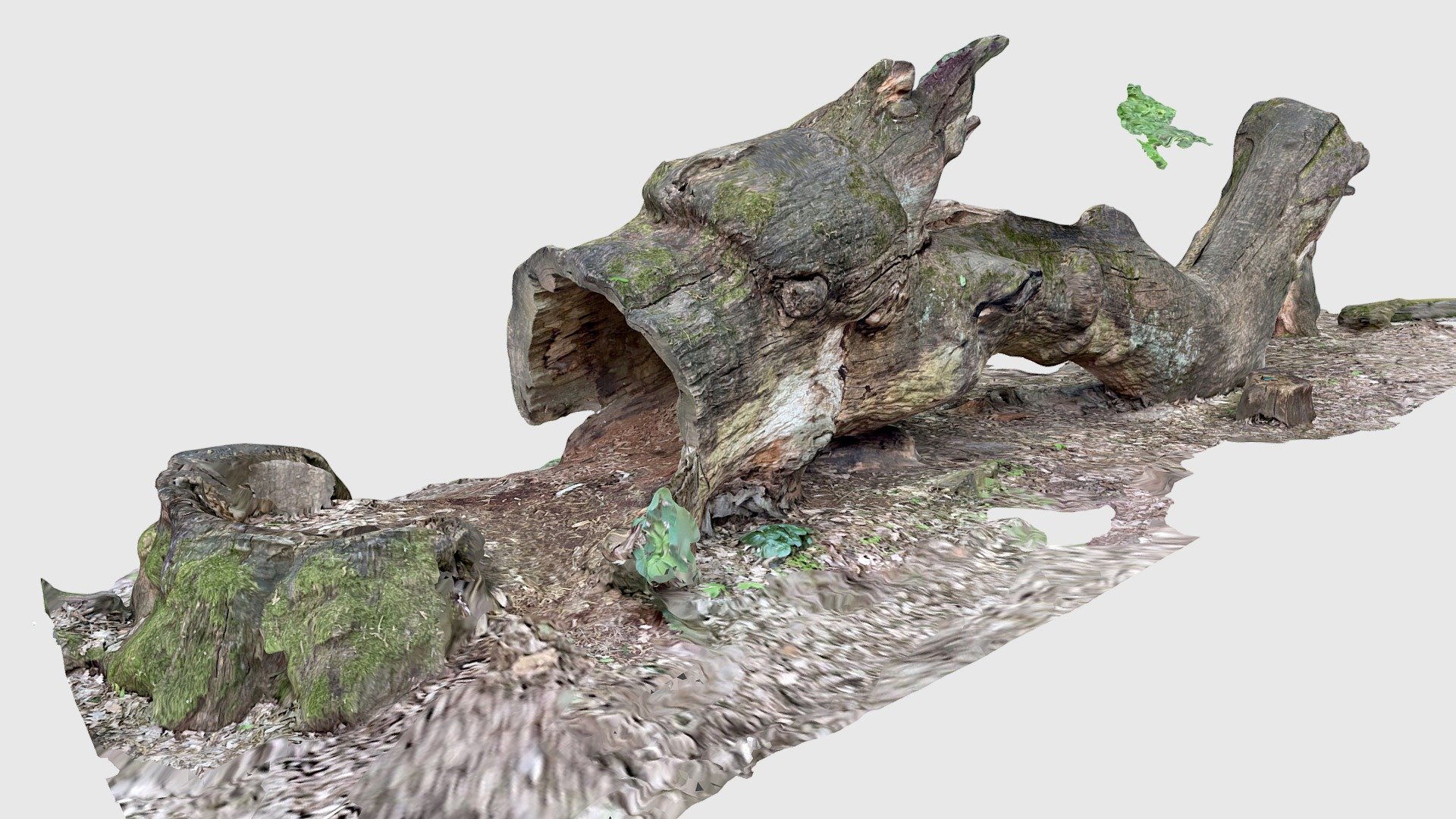 Fallen oak tree "Dragon", photogrammetry - Download Free 3D model by yaro.pro [5addb45] - Sketchfab
