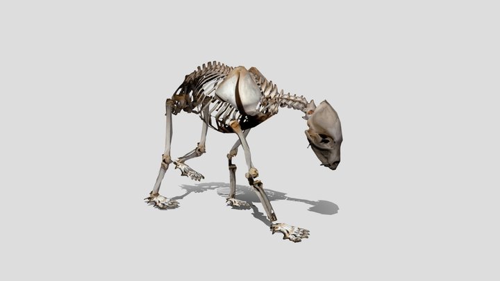 Skeleton 3D models - Sketchfab