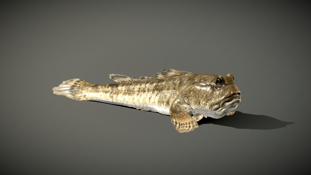 Sea Animals and Saltwater Fish - A 3D model collection by Nestaeric ...
