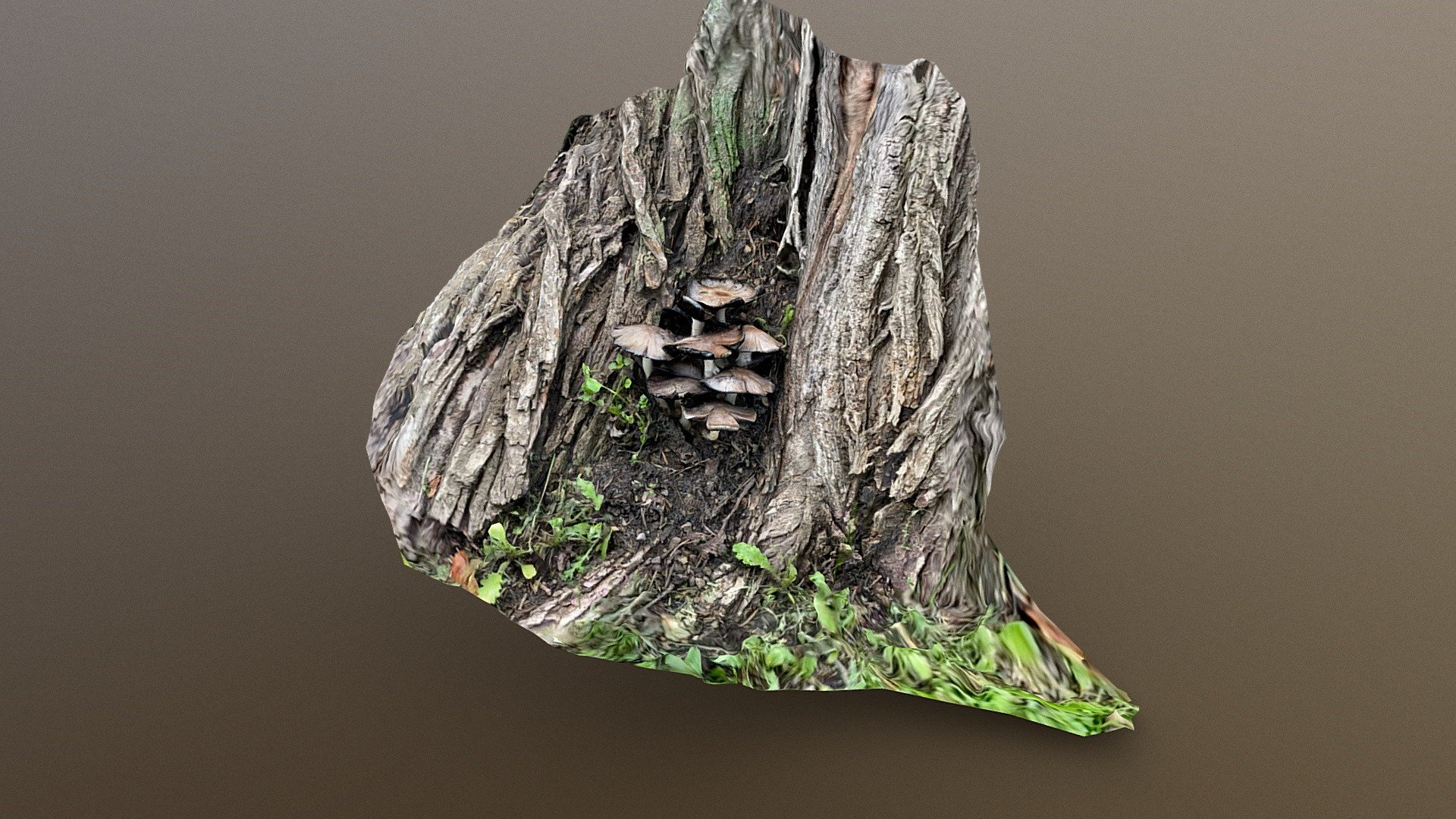 Genus of fungi - Download Free 3D model by mtaesiri [5af3244] - Sketchfab