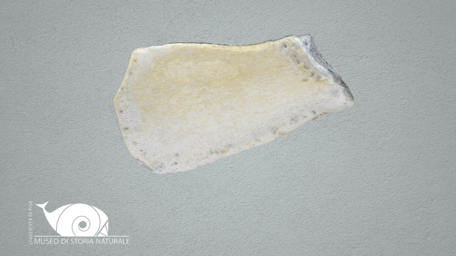 Risso's dolphin (Right radius) - 3D model by Natural History Museum ...