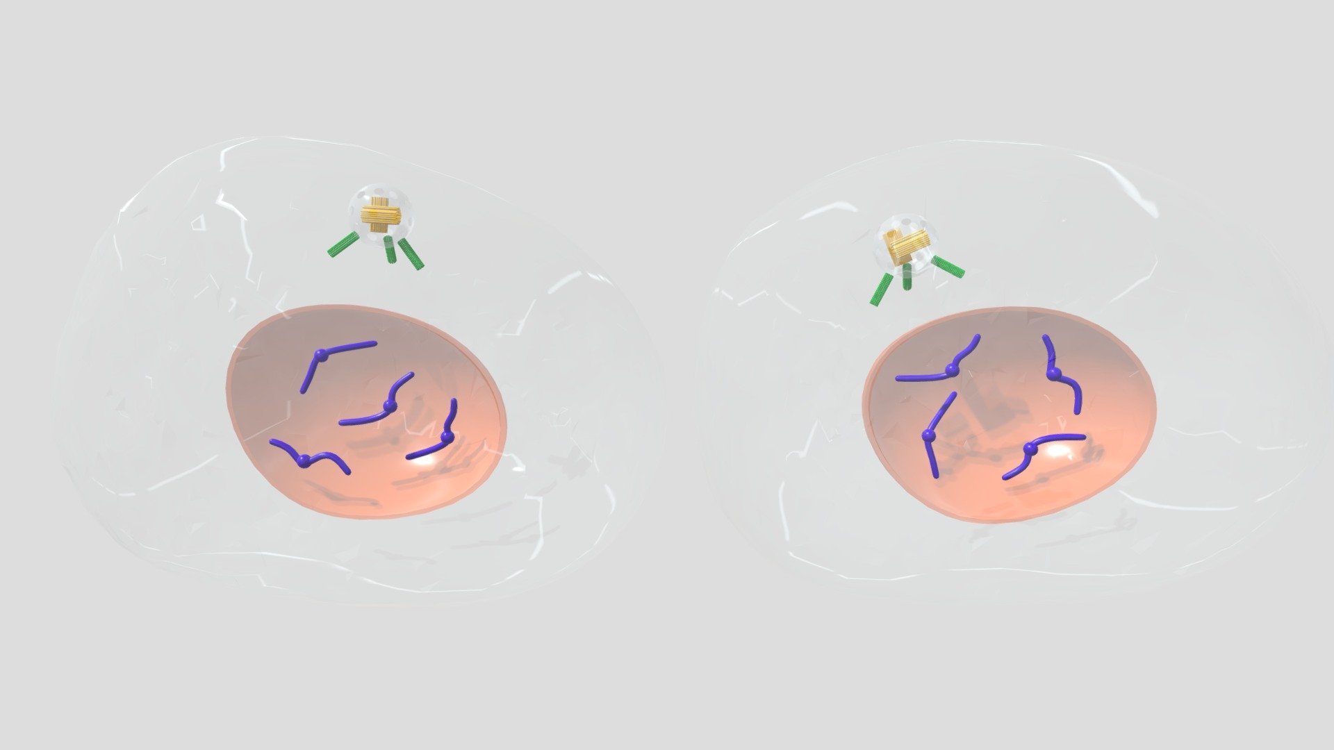 Cell Division 10 - Mitosis Result - 3D model by Júlio Panzera ...