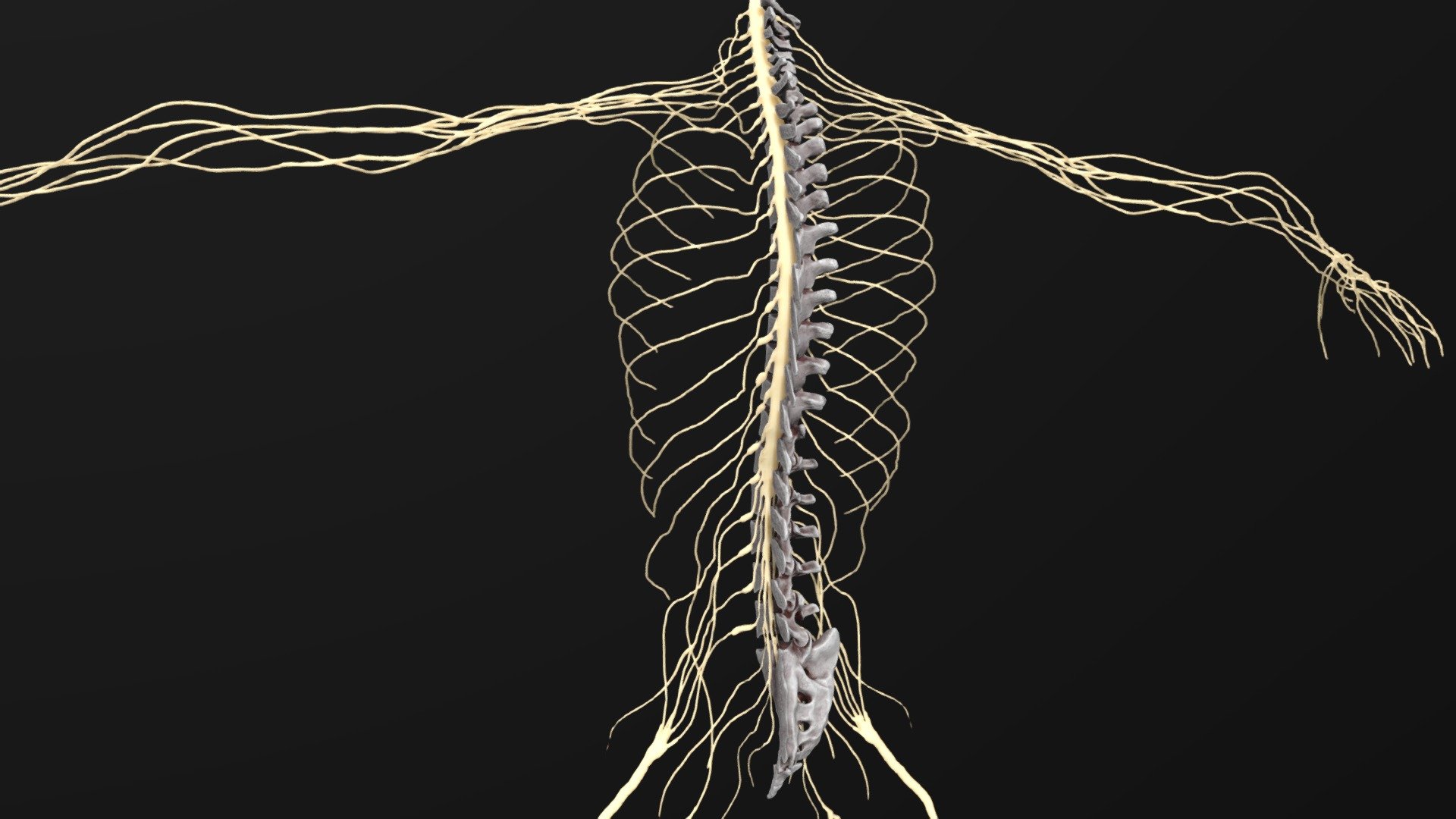 central nervous system - Buy Royalty Free 3D model by haibo ...