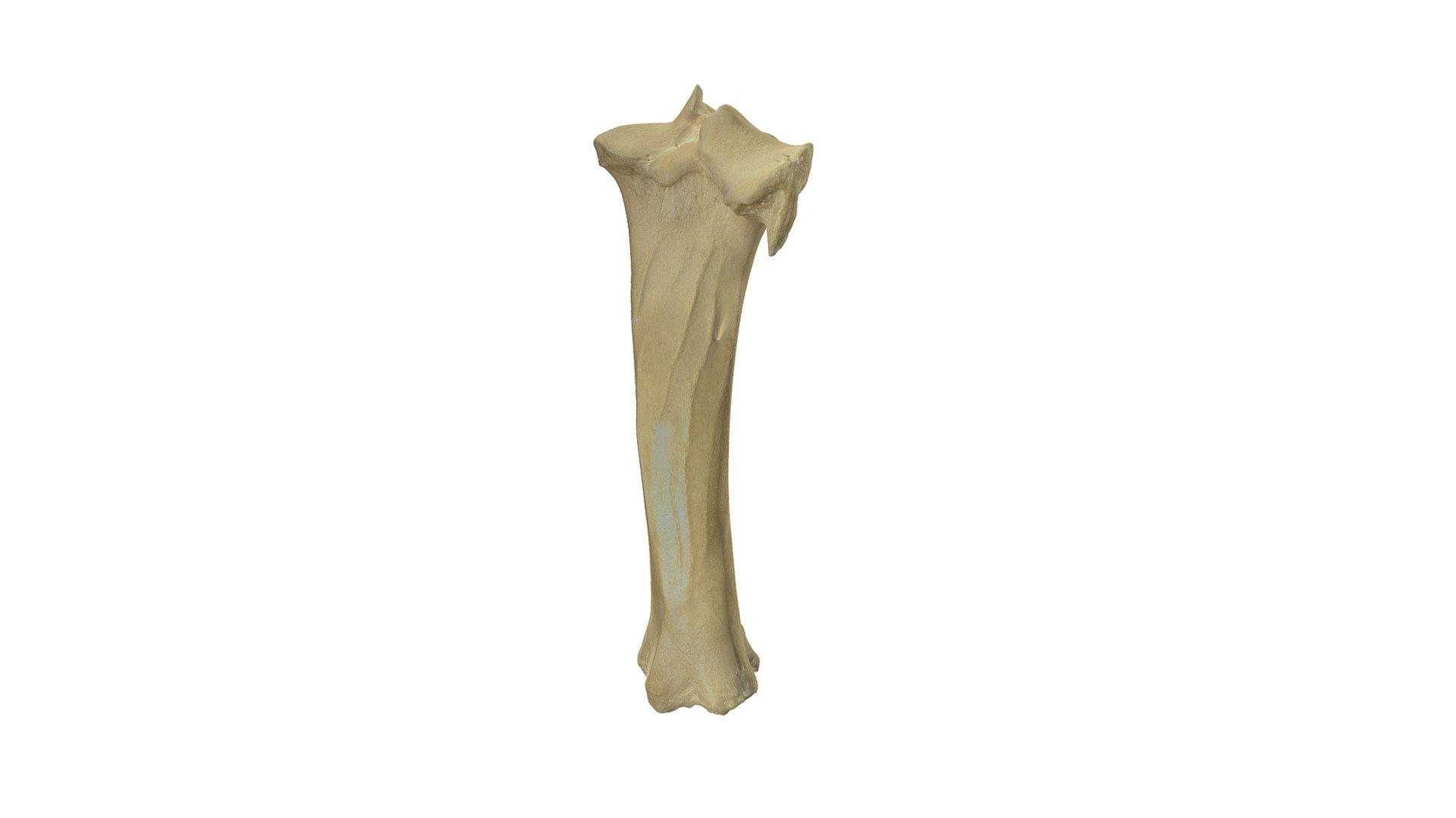 Tibia, cow - 3D model by Vetanat.UZH [5b0ae9b] - Sketchfab