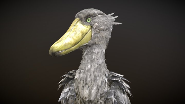 Shoebill 3D models - Sketchfab