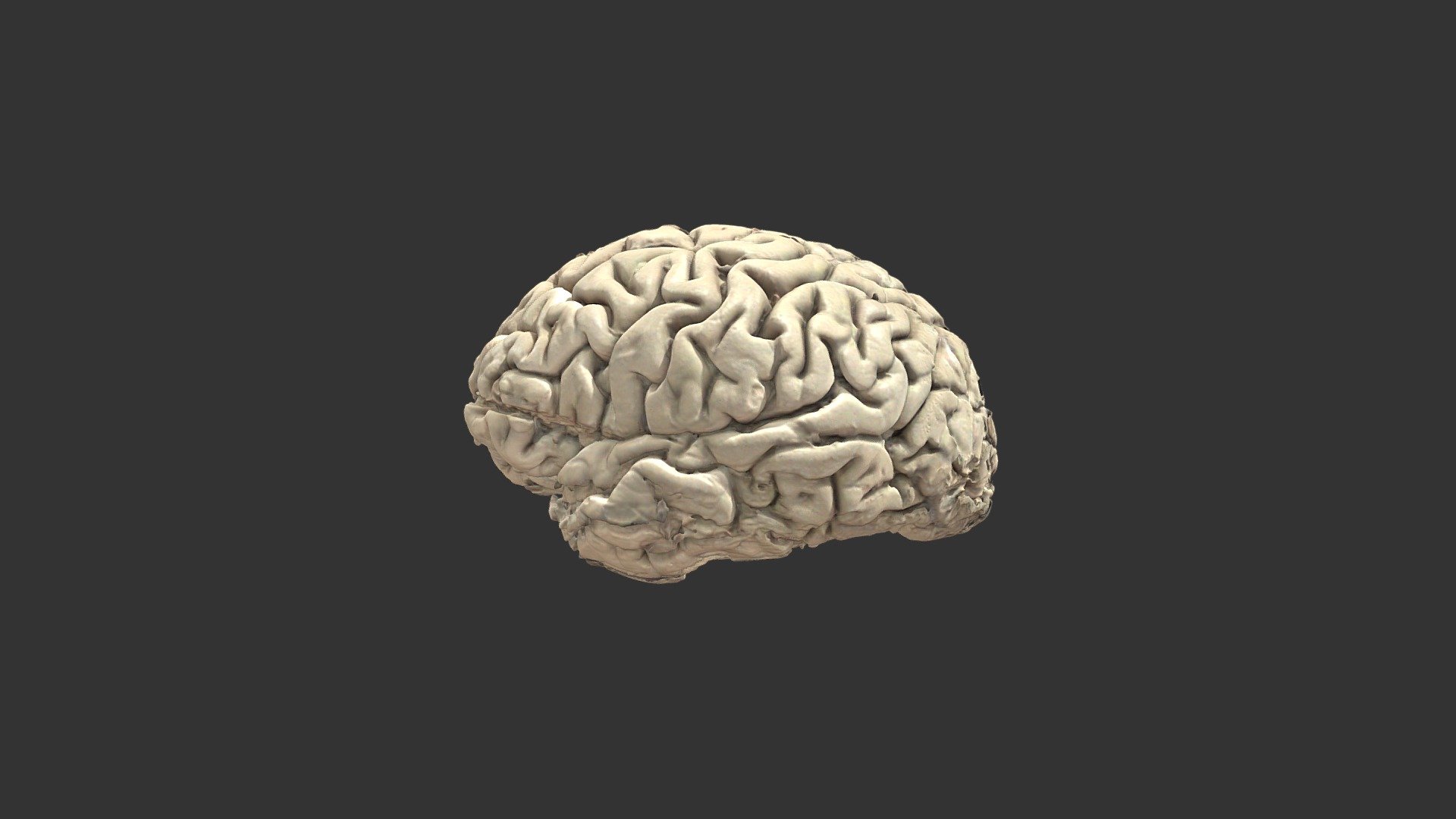 Brain (no cerebellum) - 3D model by 輔仁大學 [5b15246] - Sketchfab