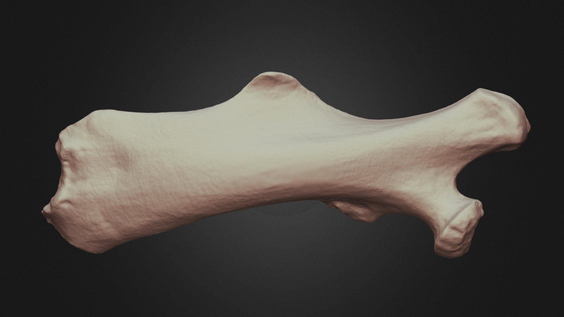 BEAVER FEMUR RIGHT E-3-1-60 - 3D model by Lakehead Anthropology ...