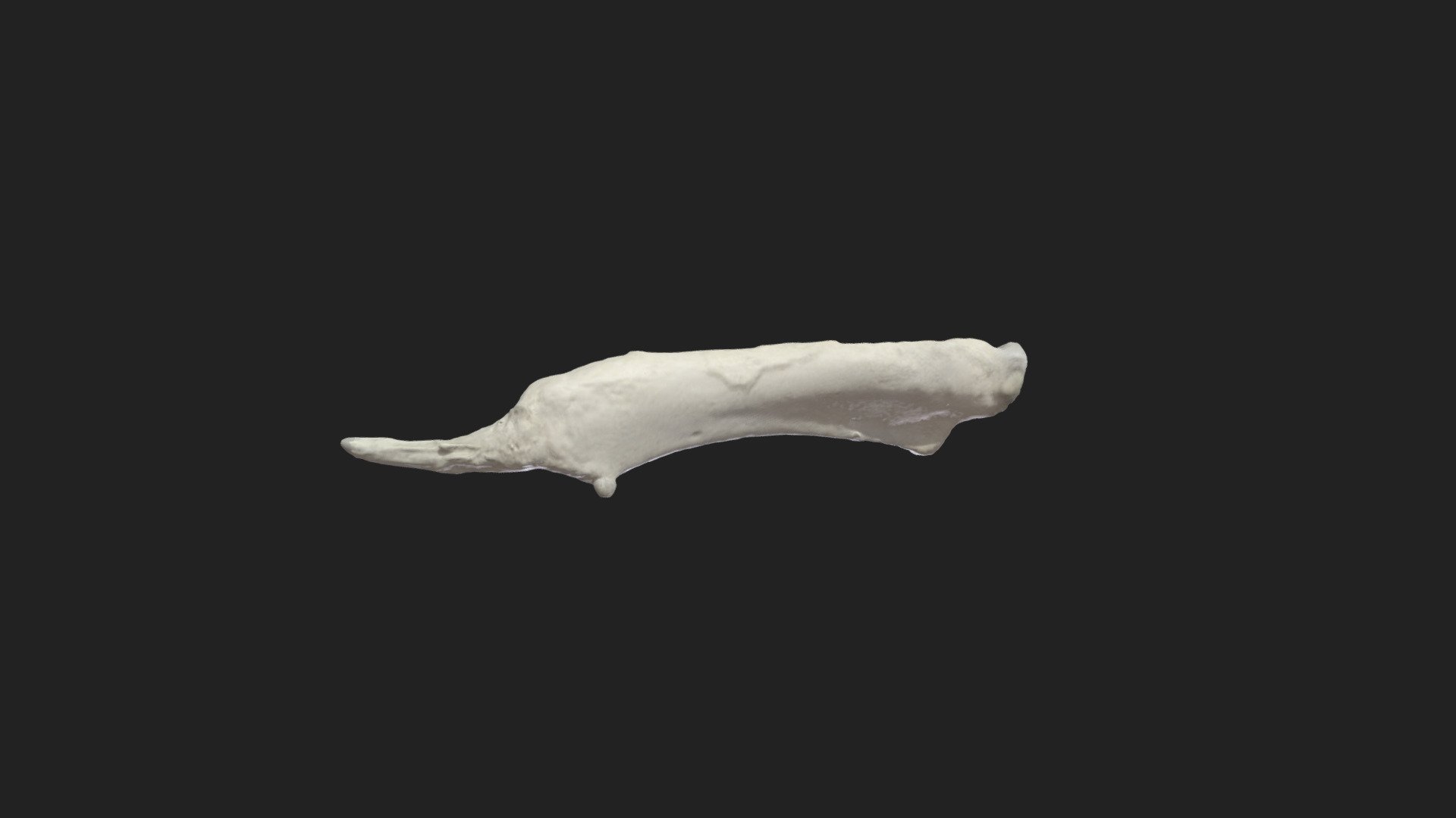 Phalanx digiti alulae chicken - 3D model by vetanatMunich [5b18b65 ...