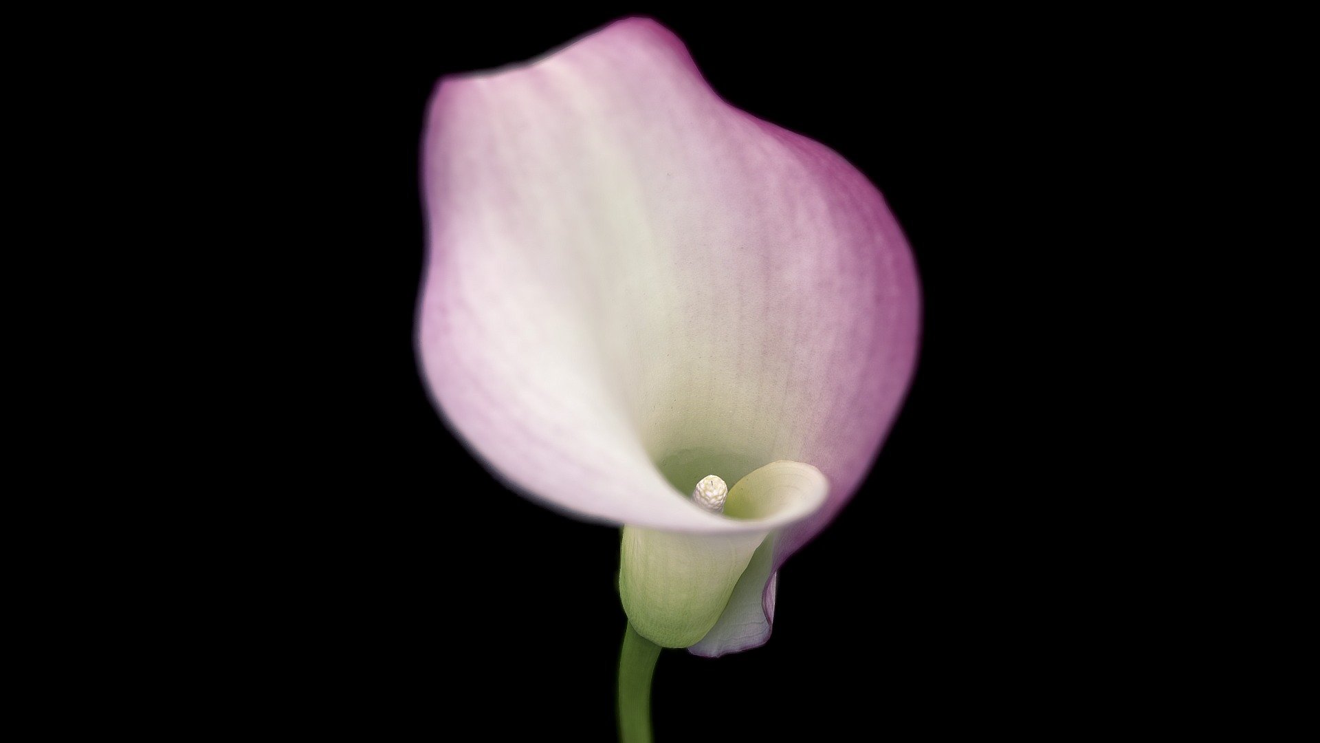 Pink Calla Lily anatomy (Zantedeschia rehmannii) - 3D model by Raiz ...