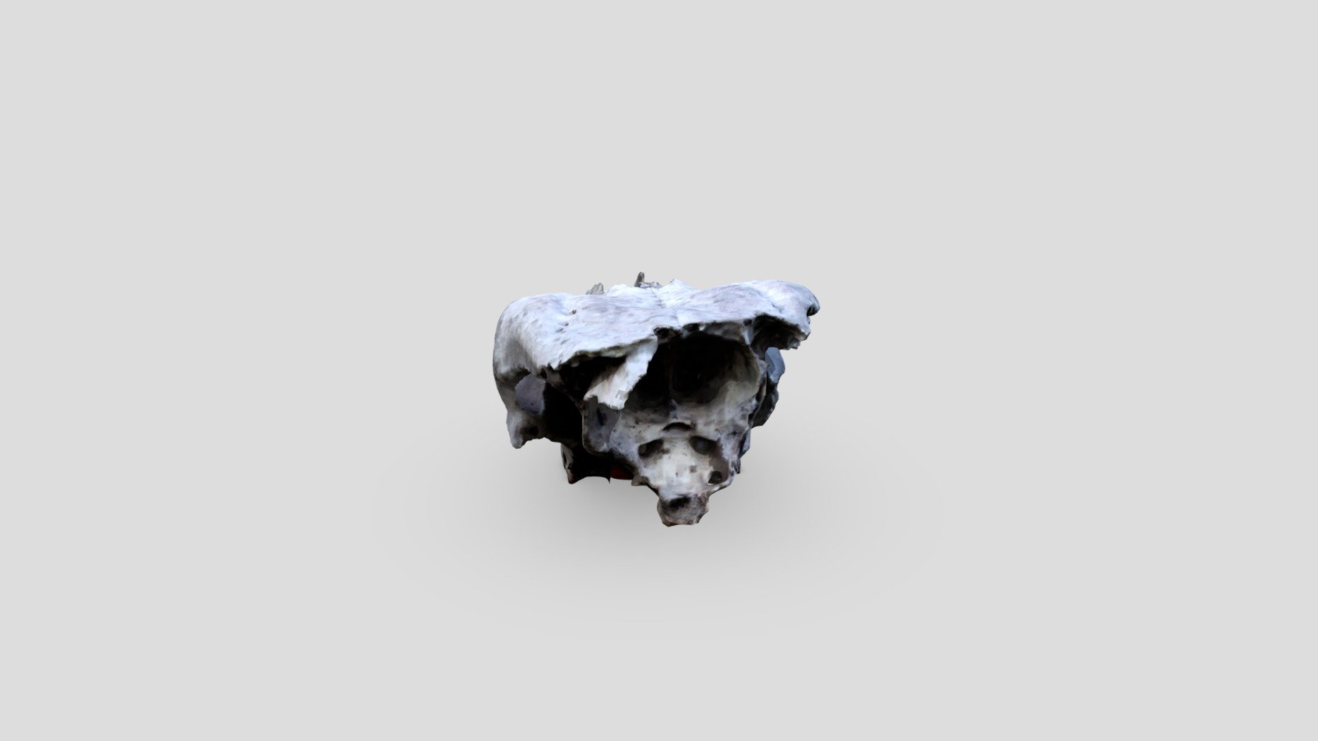 Animal skull - Download Free 3D model by BenedyktG [5b1d744] - Sketchfab