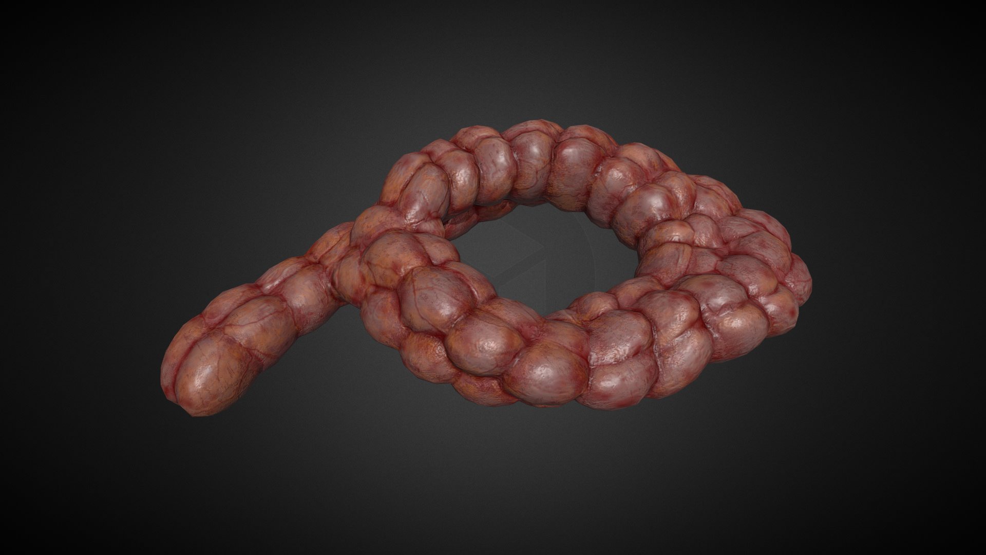 Intestine - 3D model by Anna Leńczuk (@koniu98) [5b28d4f] - Sketchfab