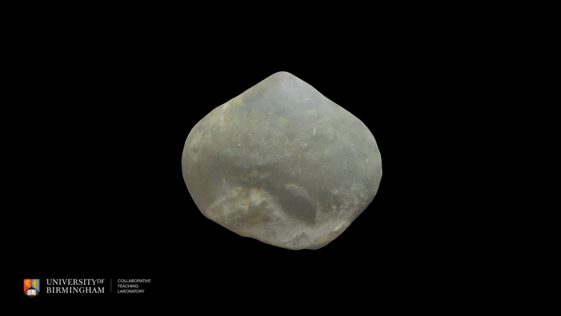 Brachiopod: Glassia - Download Free 3D model by CTL, University of ...