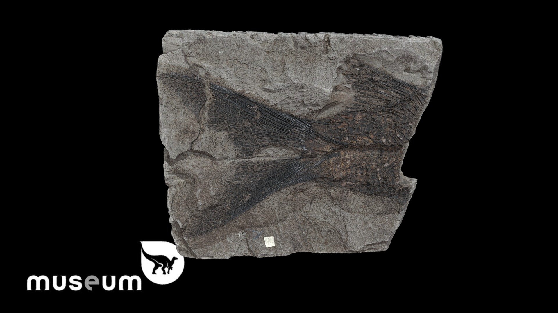 IRSNB P 03387 - Aethalionopsis robustus - 3D model by Royal Belgian ...