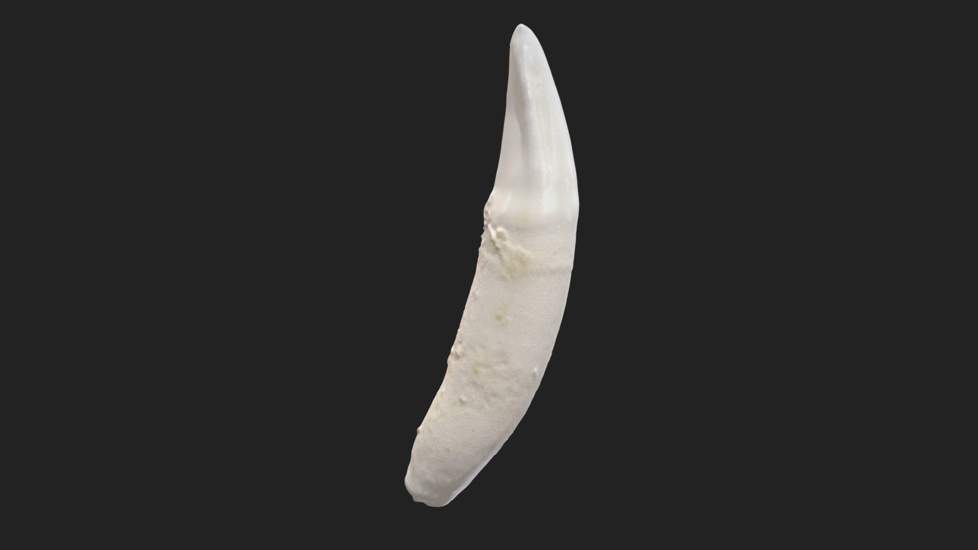 canine tooth (dens caninus) cat (upper jaw) - Download Free 3D model by ...