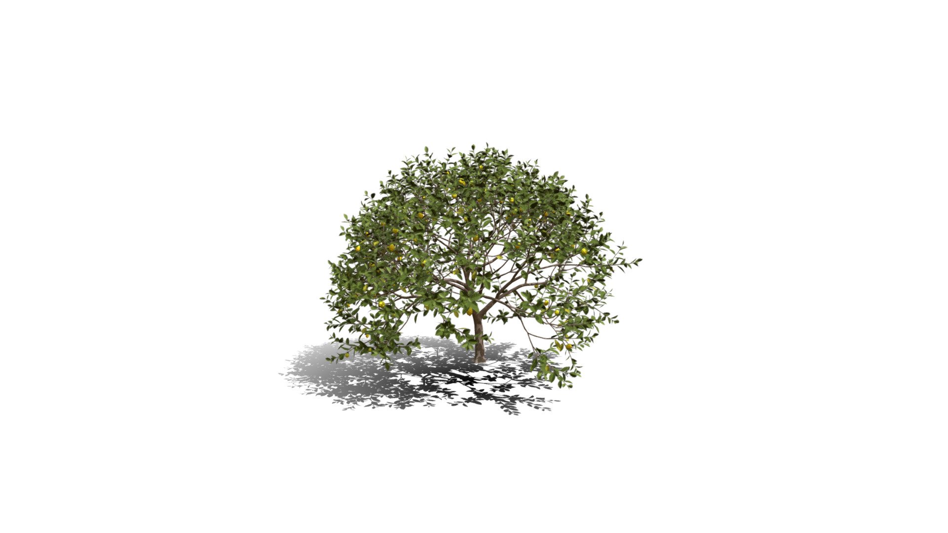 Realistic HD Lemon tree (17/30) - Download Free 3D model by ...
