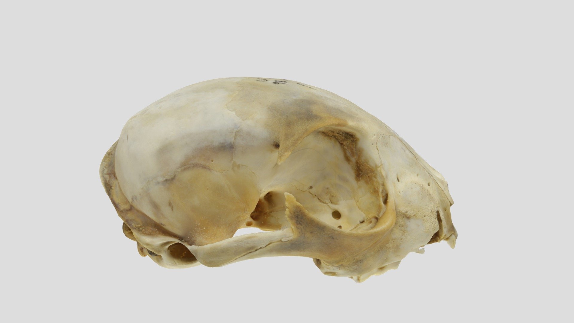 UWYMV:Mamm:986, Lynx rufus, Crania - Download Free 3D model by ...