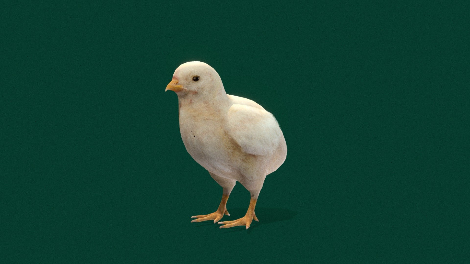 Baby Chickens (LowPoly) - Buy Royalty Free 3D model by Nyilonelycompany ...