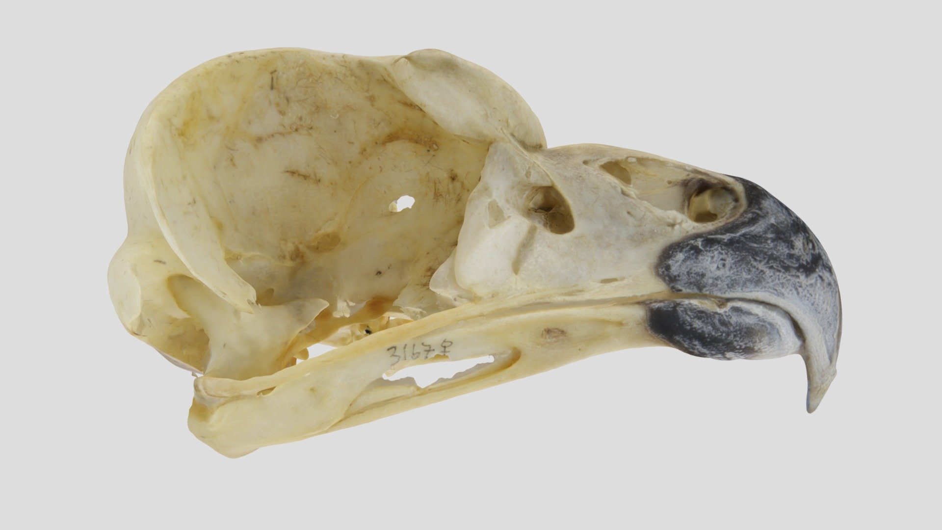 UWYMV:Bird:3167, Bubo virginianus, Skull - Download Free 3D model by ...