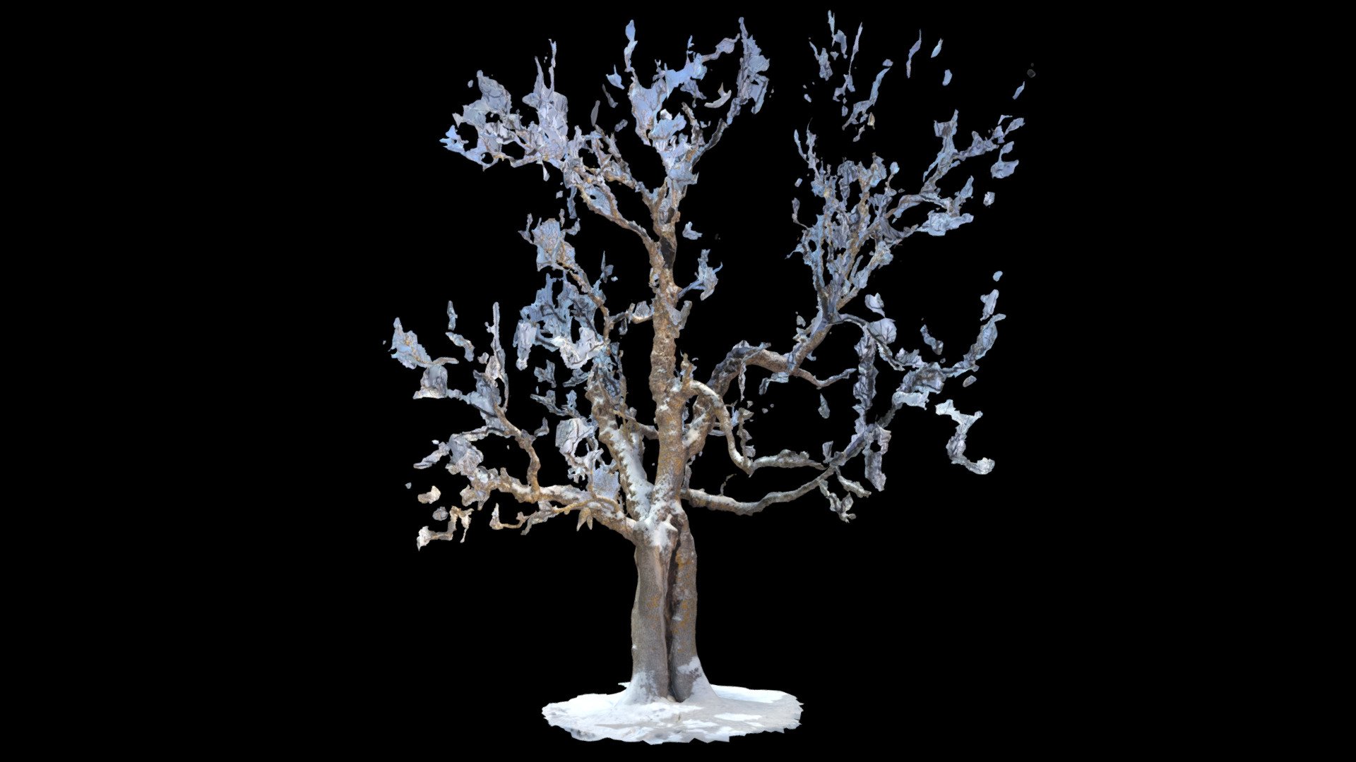 Ash Tree - 3D model by Kalev Julge (@kalevj) [5b33484] - Sketchfab