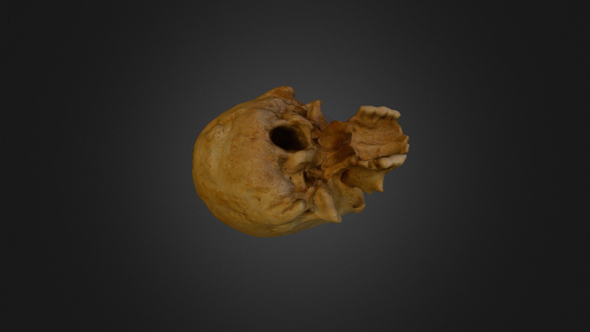 Test_Skull - 3D model by cretepsp [5b4a38e] - Sketchfab