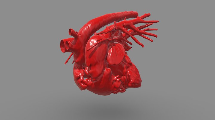 Veterinary-anatomy 3D models - Sketchfab